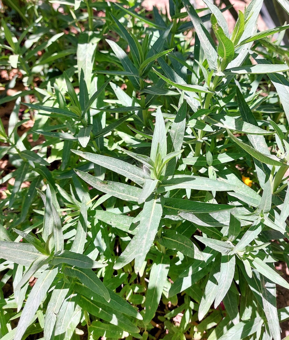 Herbal Teas from our Garden – Barefoot in Egypt